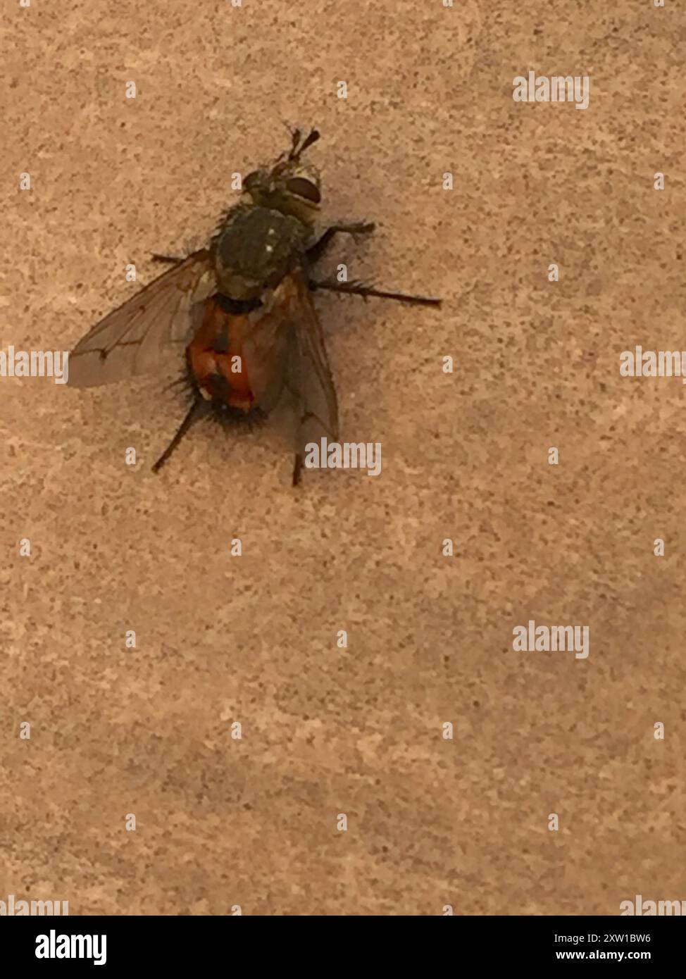 Bristle Flies (Tachinidae) Insecta Stock Photo - Alamy