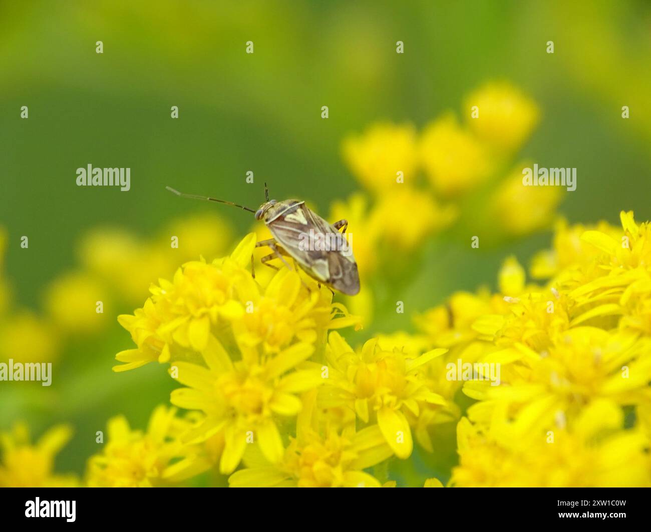 North American Tarnished Plant Bug (Lygus lineolaris) Insecta Stock ...