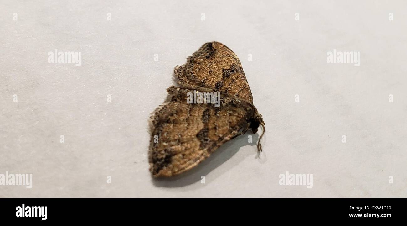 Gem Moth (Orthonama obstipata) Insecta Stock Photo - Alamy