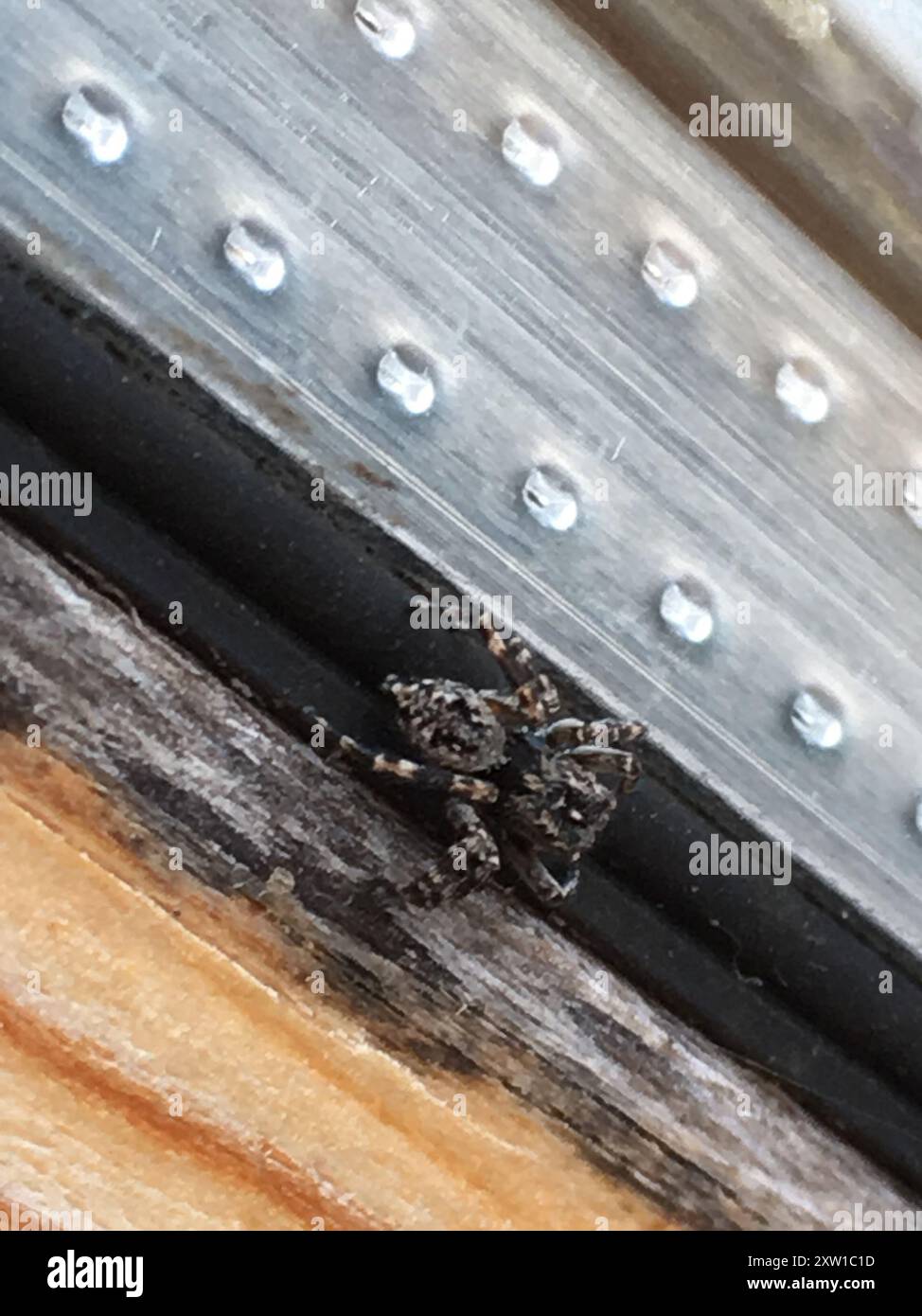 Attulus pubescens hi-res stock photography and images - Alamy