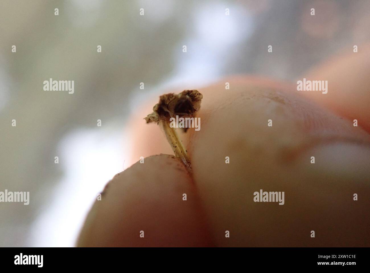 Narrow Mushroom-headed Liverwort (Marchantia quadrata) Plantae Stock ...