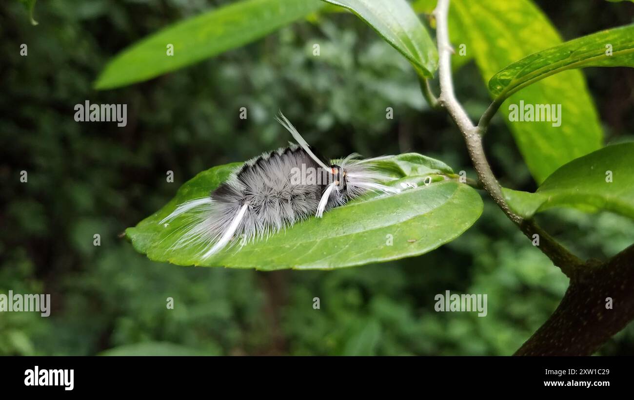 Schaus' Tussock Moth (Halysidota schausi) Insecta Stock Photo - Alamy