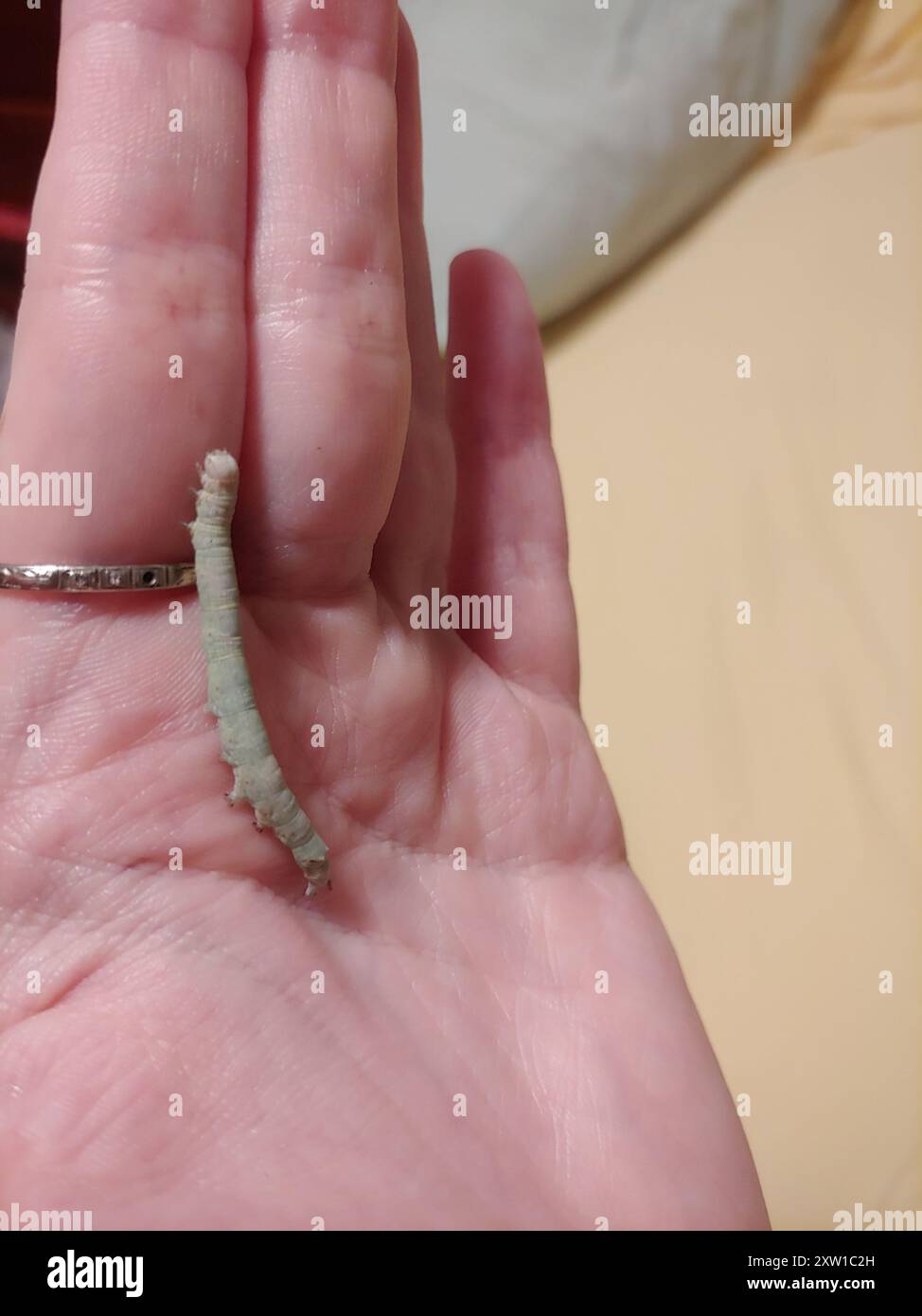 Maple Looper Moth (Parallelia bistriaris) Insecta Stock Photo - Alamy