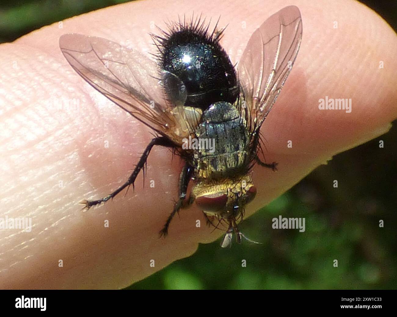 Bristle Flies (Tachinidae) Insecta Stock Photo - Alamy