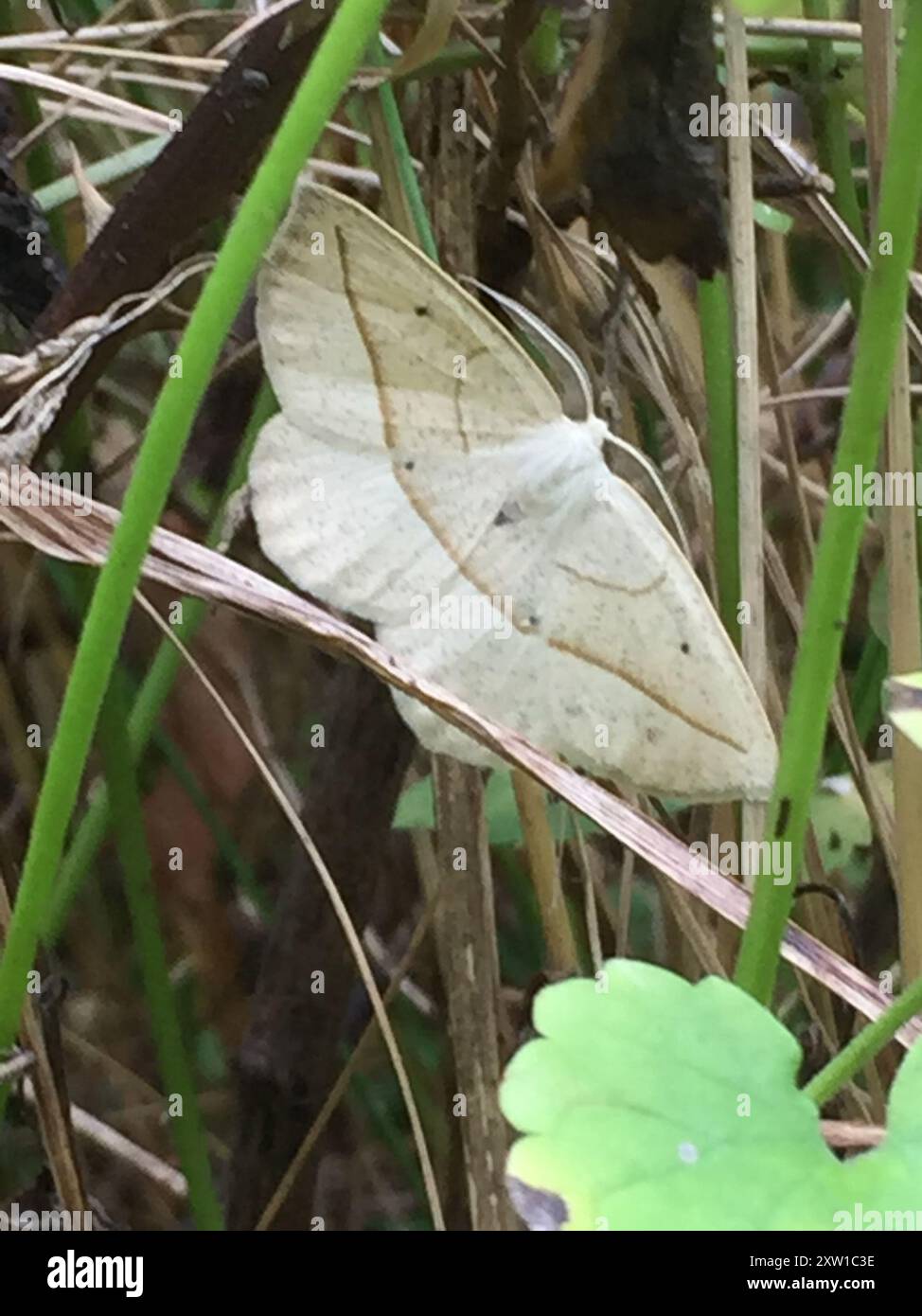 Confused Eusarca Moth (Eusarca confusaria) Insecta Stock Photo - Alamy