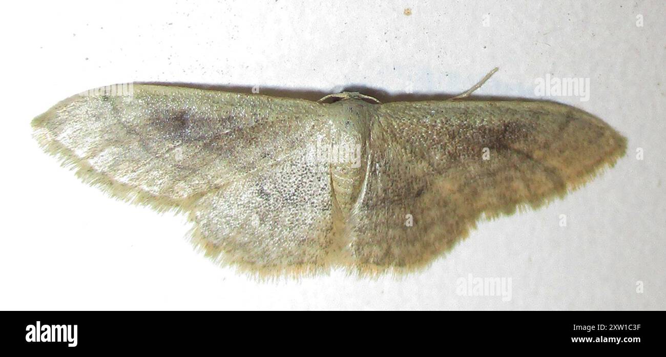 Geometer Moths (Geometridae) Insecta Stock Photo - Alamy