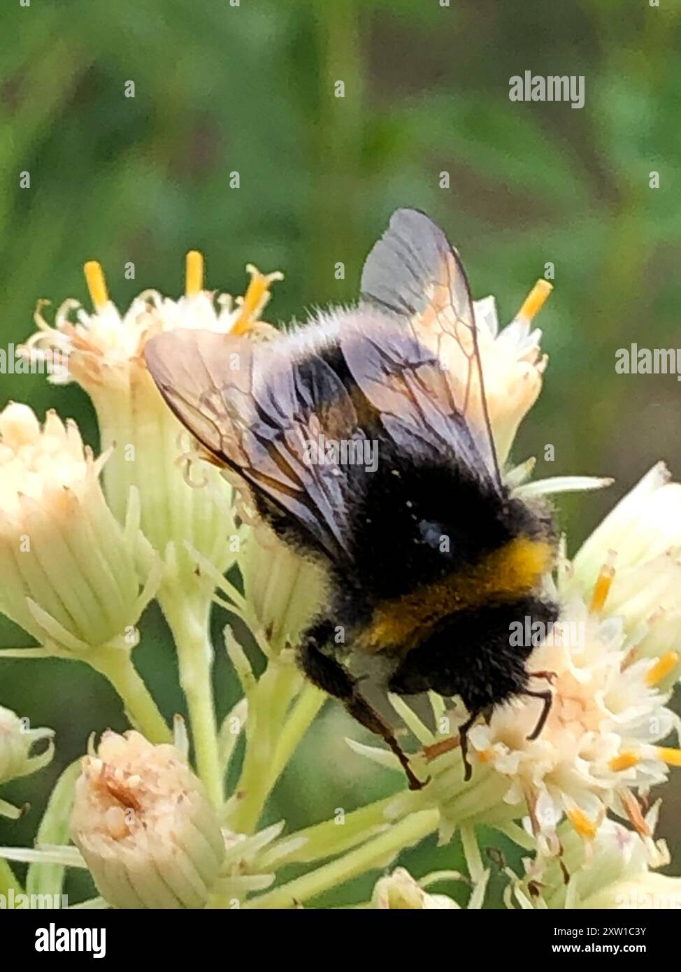 White-tailed Bumble Bee (Bombus lucorum) Insecta Stock Photo - Alamy