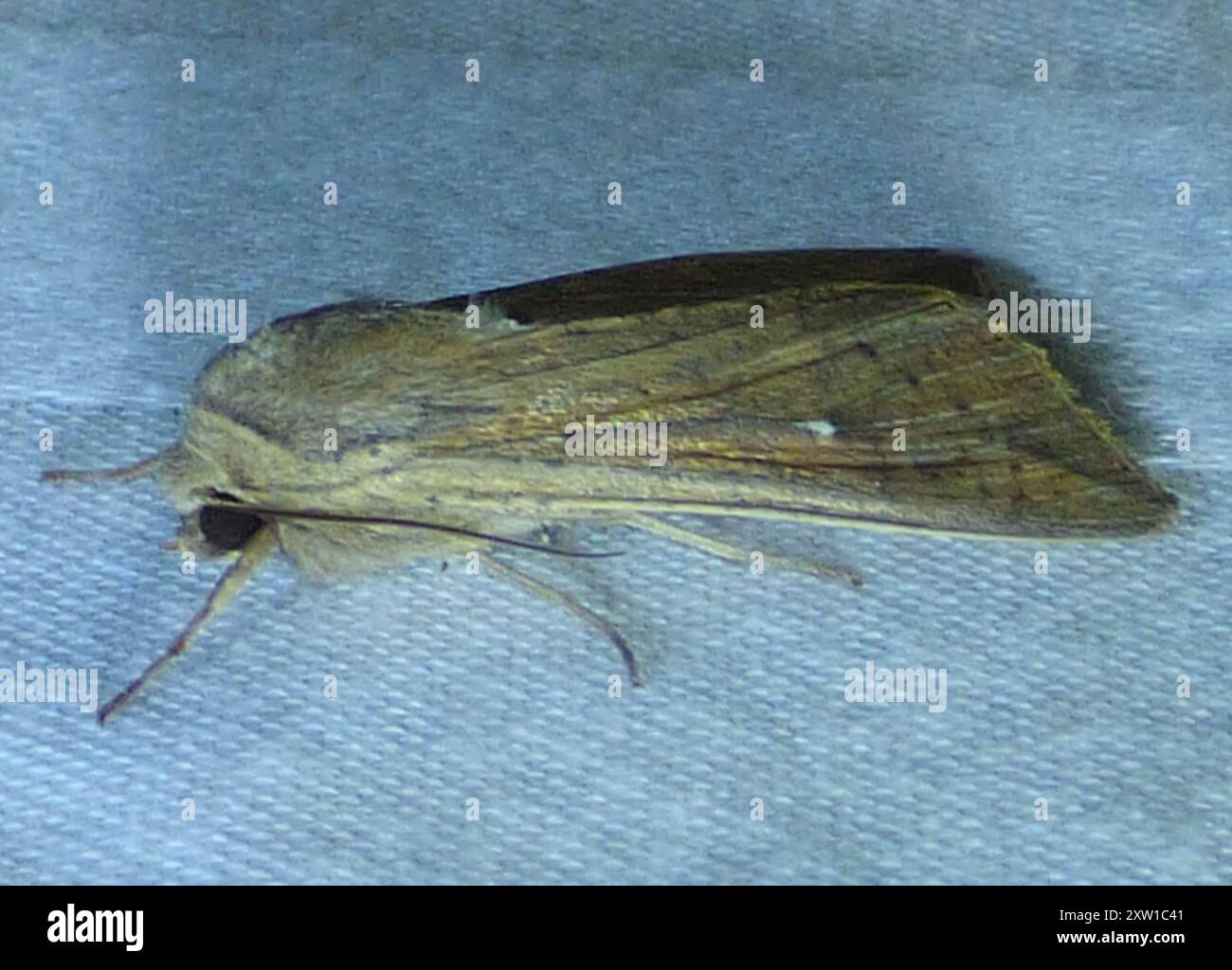 White-speck Moth (Mythimna unipuncta) Insecta Stock Photo - Alamy
