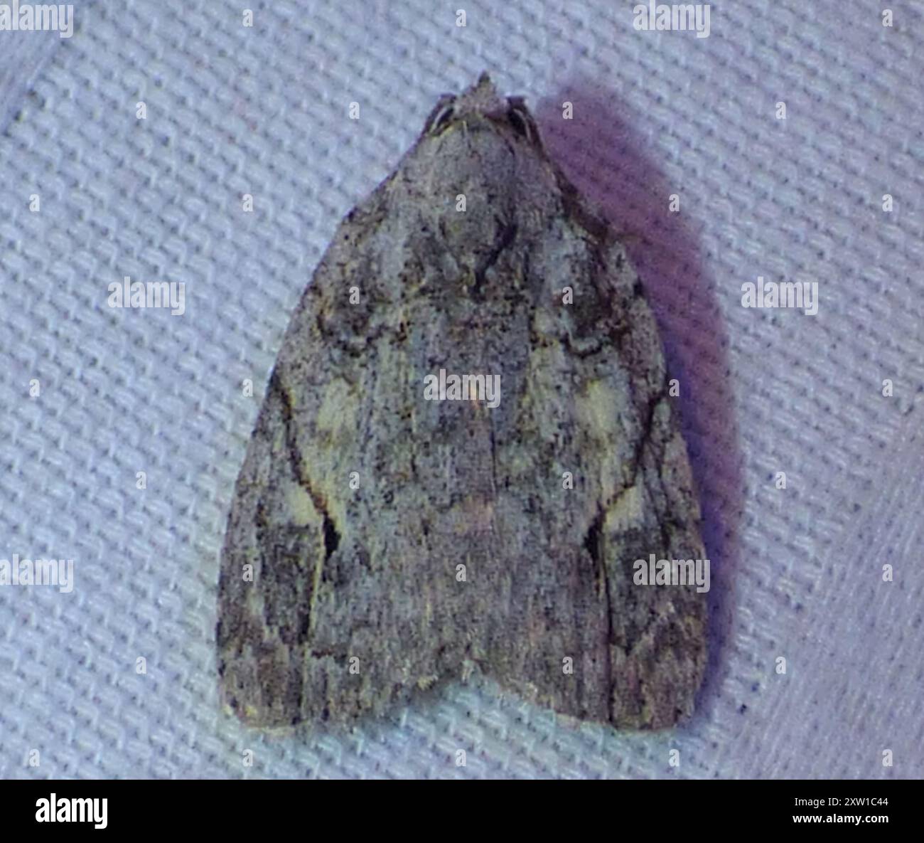 White-blotched Balsa Moth (Balsa labecula) Insecta Stock Photo - Alamy