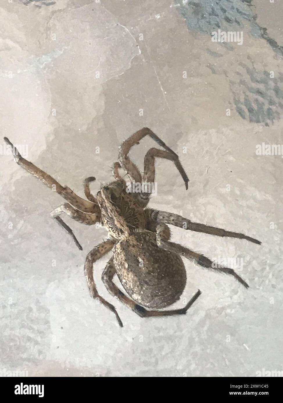 (Hogna antelucana) Arachnida Stock Photo - Alamy