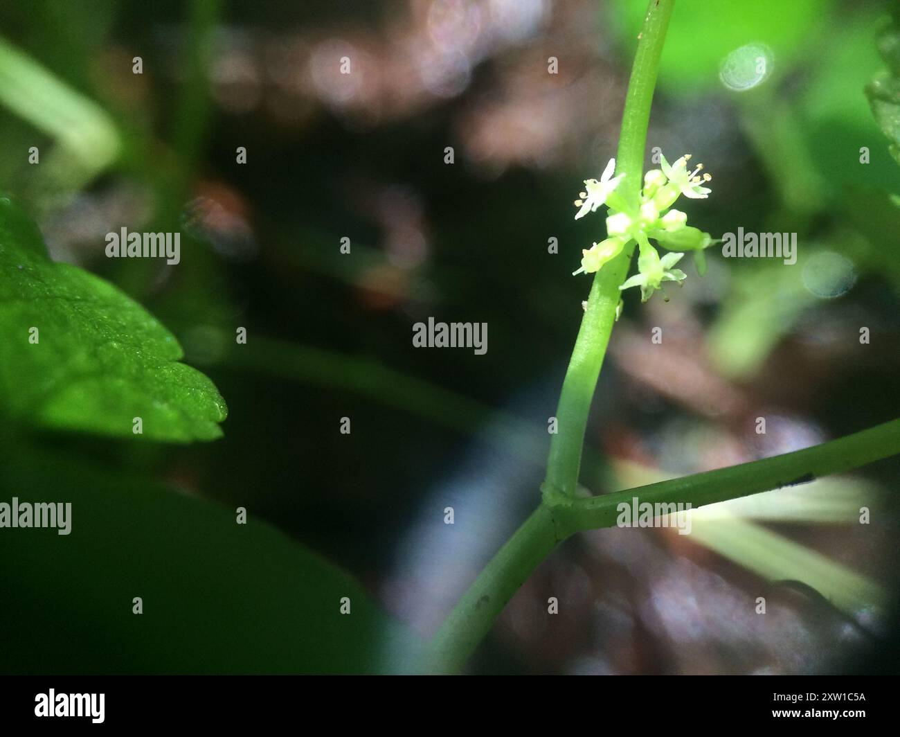 American Water-pennywort (Hydrocotyle americana) Plantae Stock Photo ...