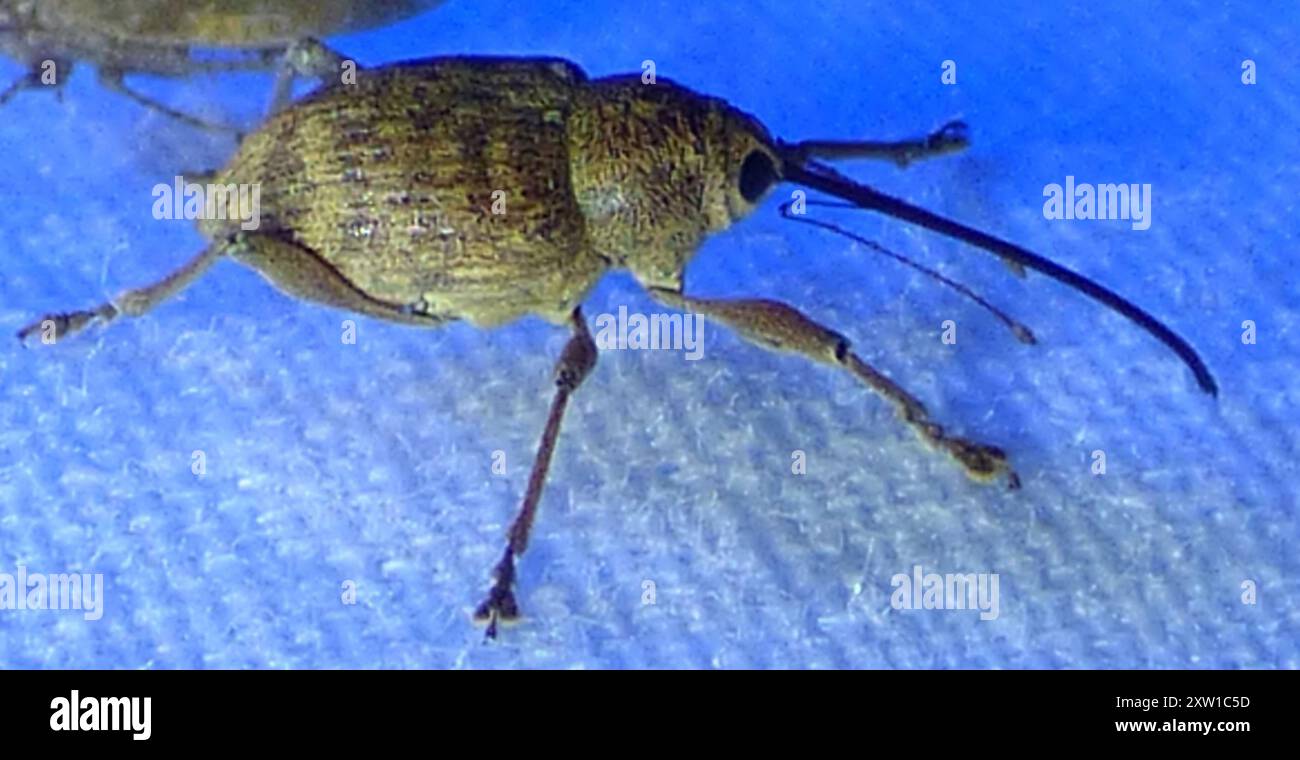 Nut and Acorn Weevils (Curculio) Insecta Stock Photo - Alamy