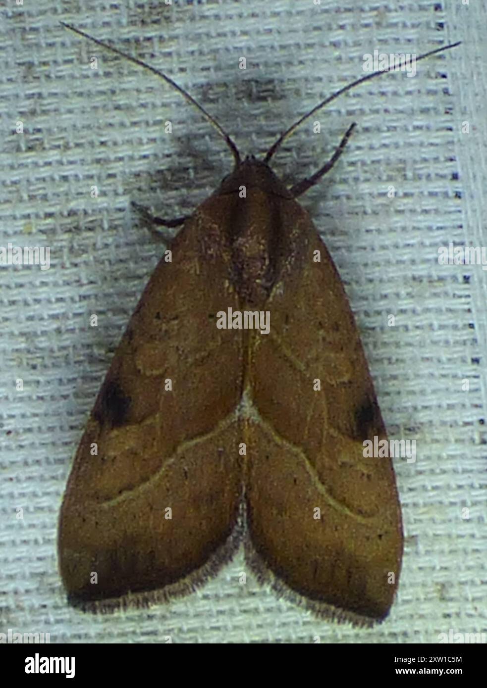 Wedgling Moth (Galgula partita) Insecta Stock Photo - Alamy