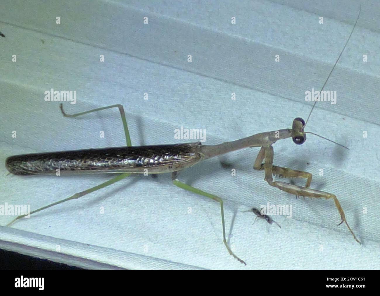Carolina Mantis (Stagmomantis carolina) Insecta Stock Photo - Alamy