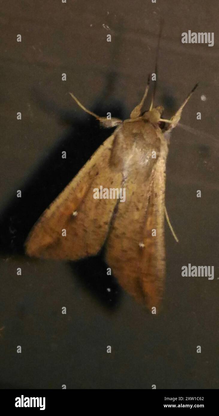 White-speck Moth (Mythimna unipuncta) Insecta Stock Photo - Alamy