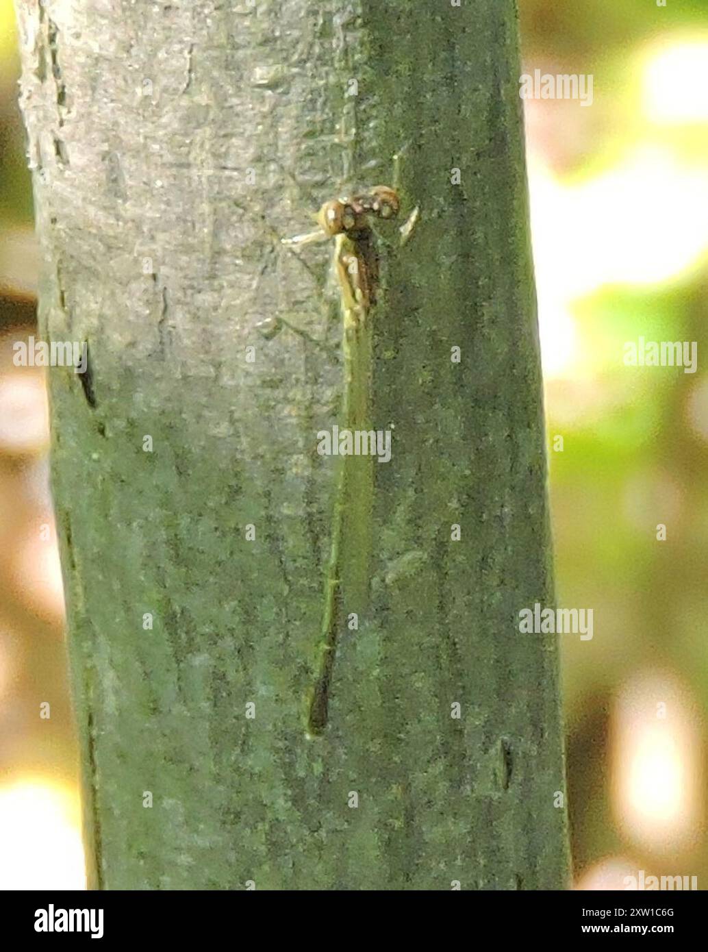 Fragile Forktail (Ischnura posita) Insecta Stock Photo - Alamy