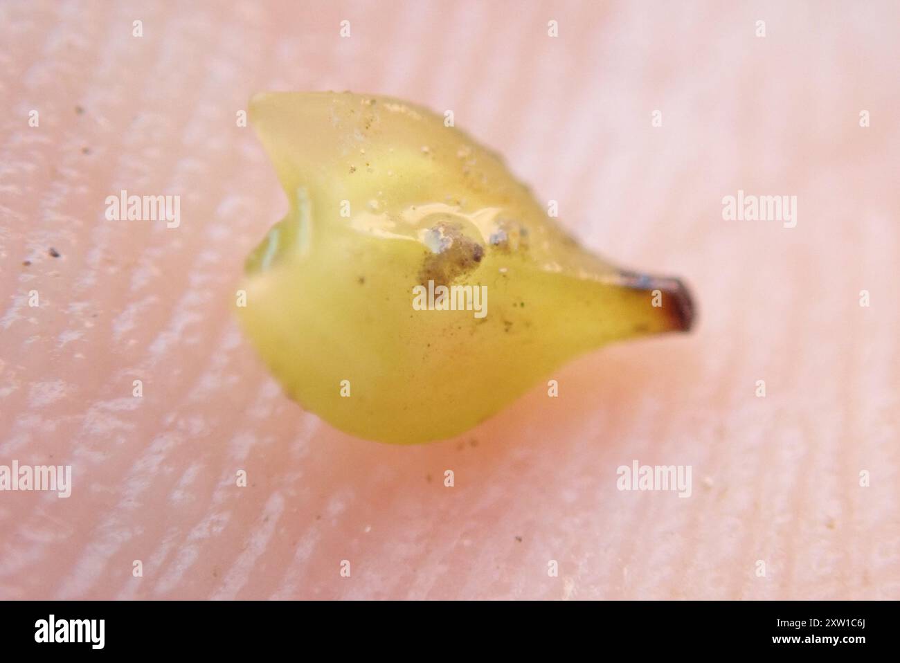 surfgrasses (Phyllospadix) Plantae Stock Photo - Alamy