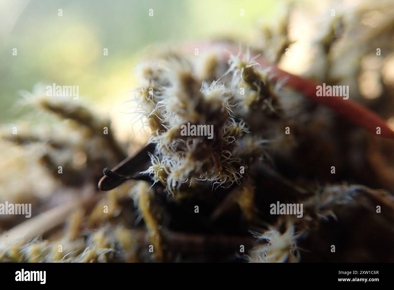 Woolly Fringe-moss (Racomitrium lanuginosum) Plantae Stock Photo - Alamy