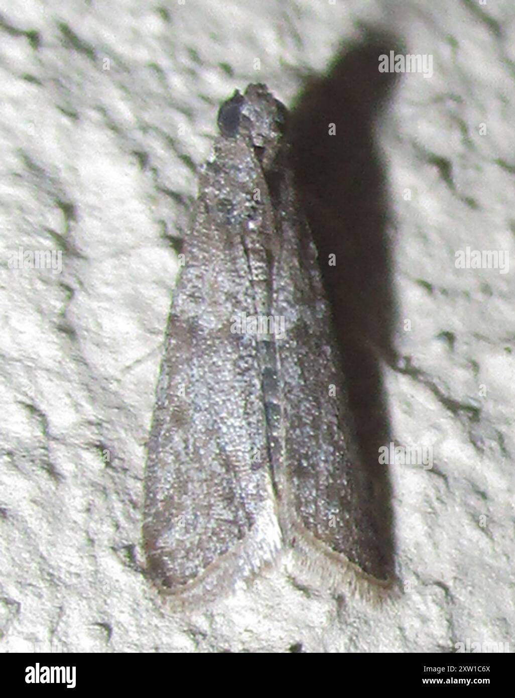 Locust bean moth (Ectomyelois ceratoniae) Insecta Stock Photo - Alamy
