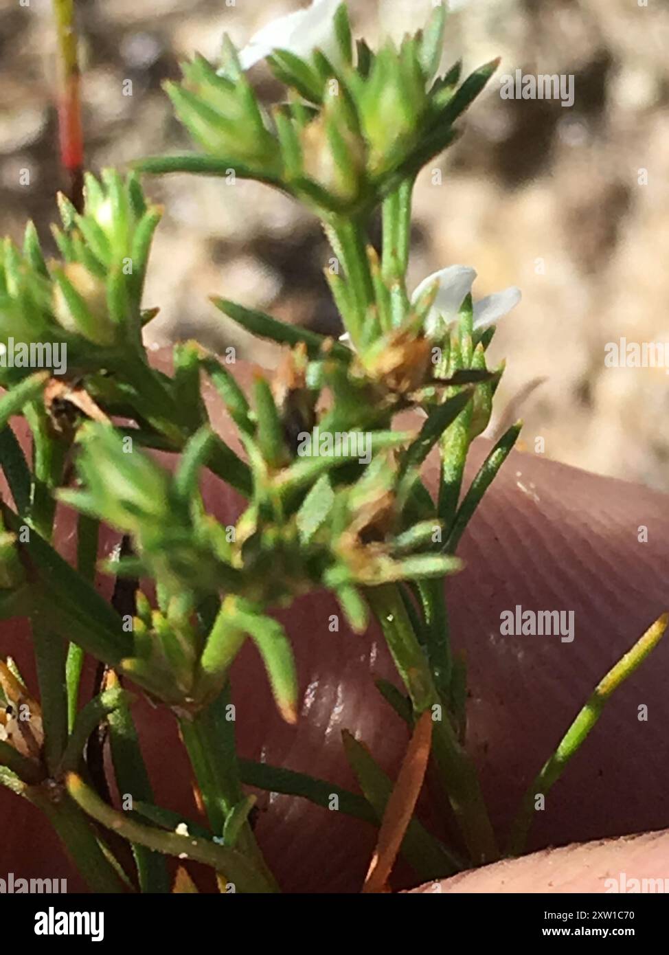 Rust Weed (Polypremum procumbens) Plantae Stock Photo - Alamy