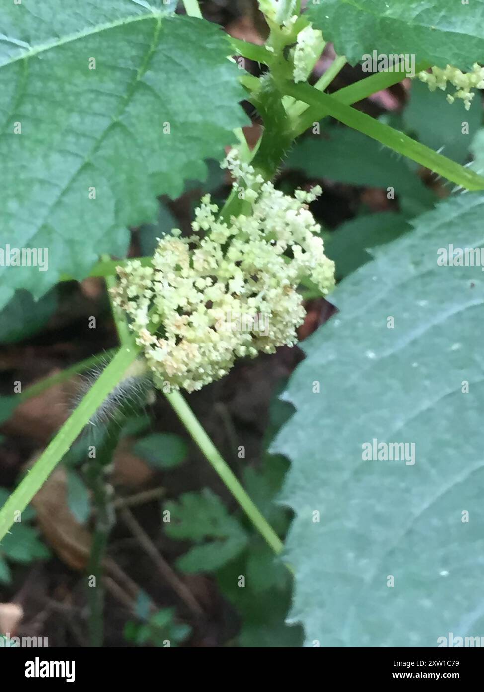 wood nettle (Laportea canadensis) Plantae Stock Photo - Alamy