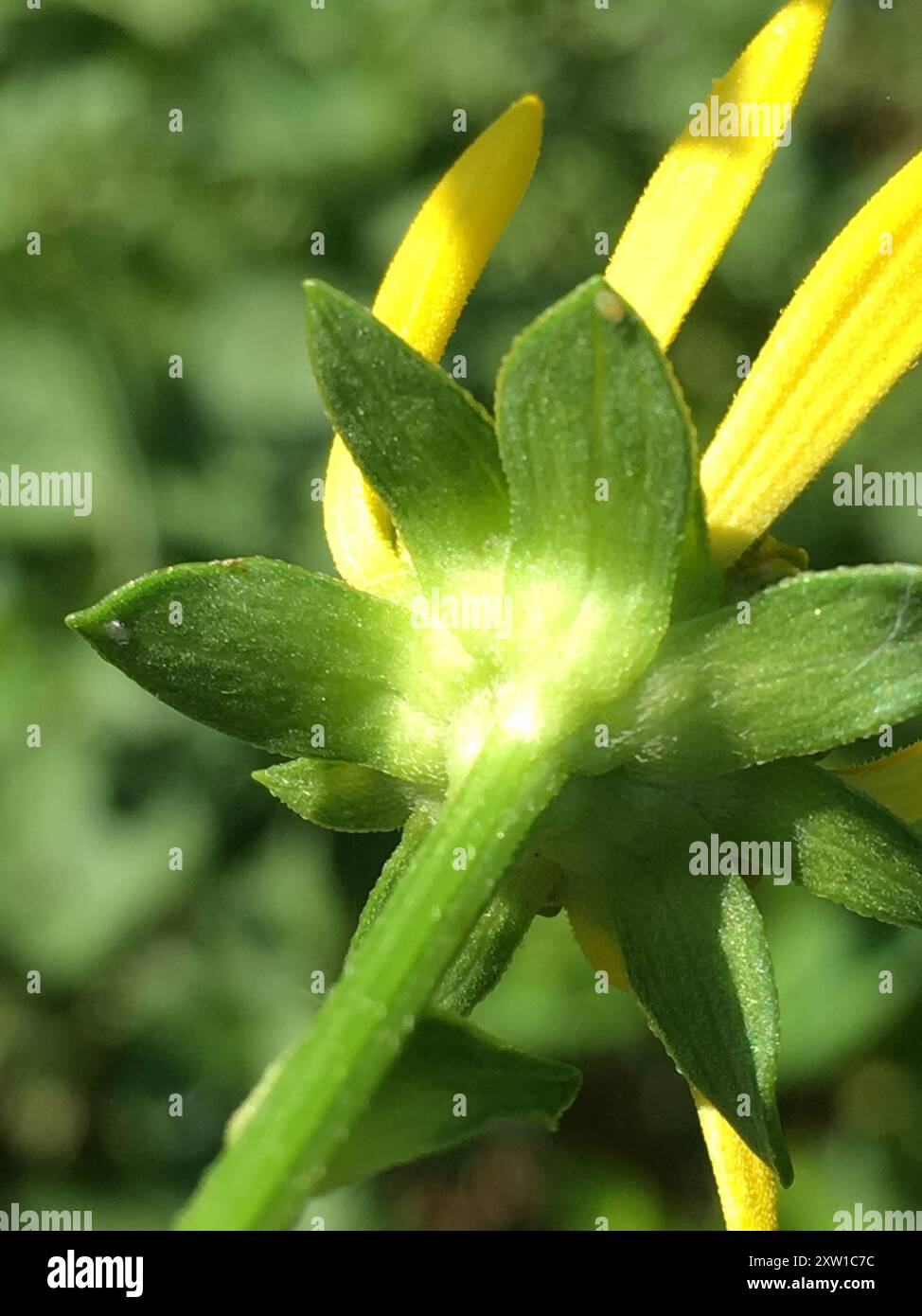 cutleaf coneflower (Rudbeckia laciniata) Plantae Stock Photo - Alamy