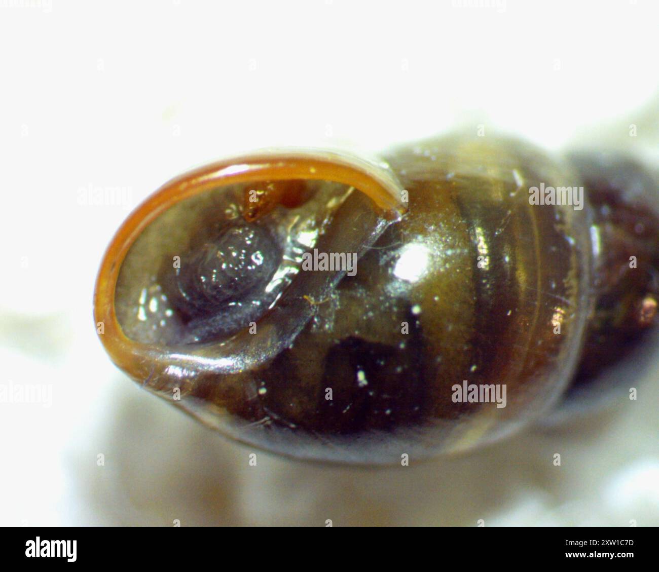 Glossy Pillar (Cochlicopa lubrica) Mollusca Stock Photo - Alamy