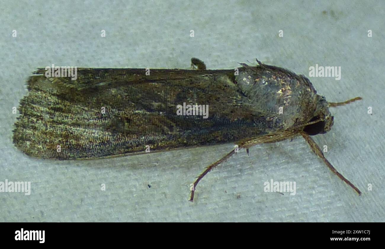 Fall Armyworm Moth (Spodoptera frugiperda) Insecta Stock Photo - Alamy