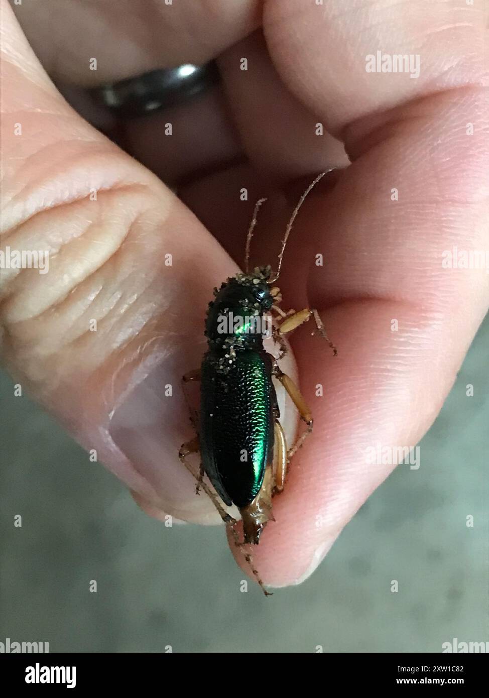 Virginia Metallic Tiger Beetle (Tetracha virginica) Insecta Stock Photo ...