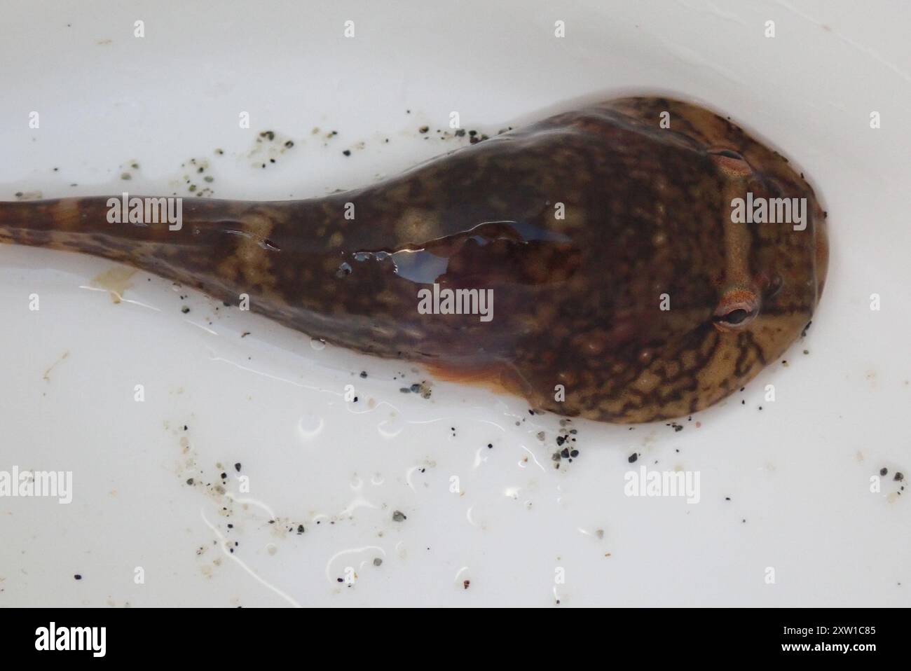 Northern Clingfish (Gobiesox maeandricus) Actinopterygii Stock Photo ...