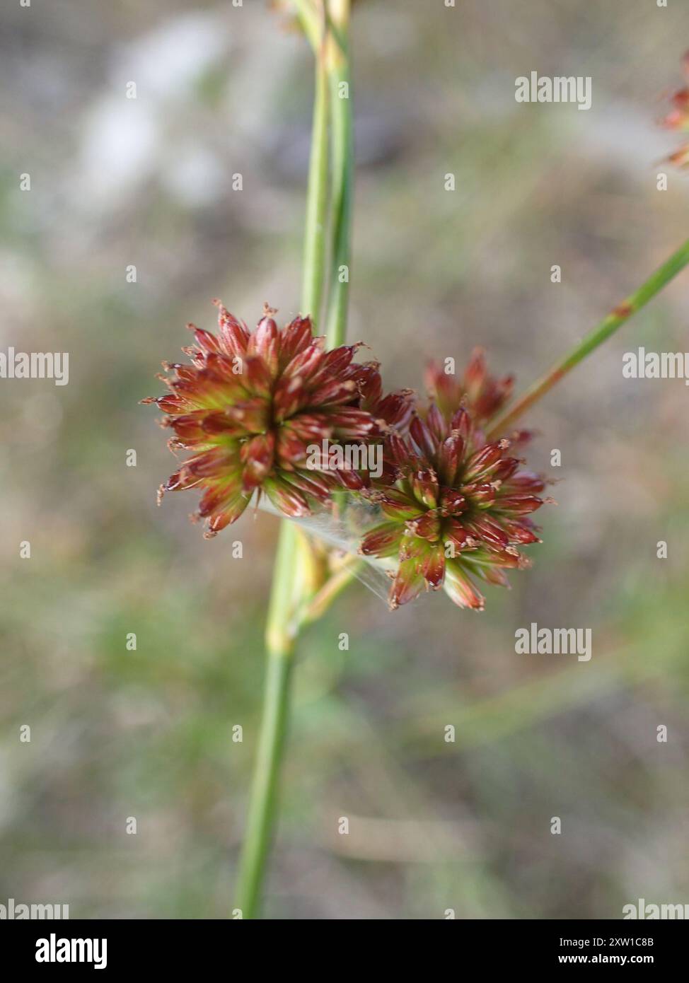 Canada Rush (Juncus canadensis) Plantae Stock Photo - Alamy