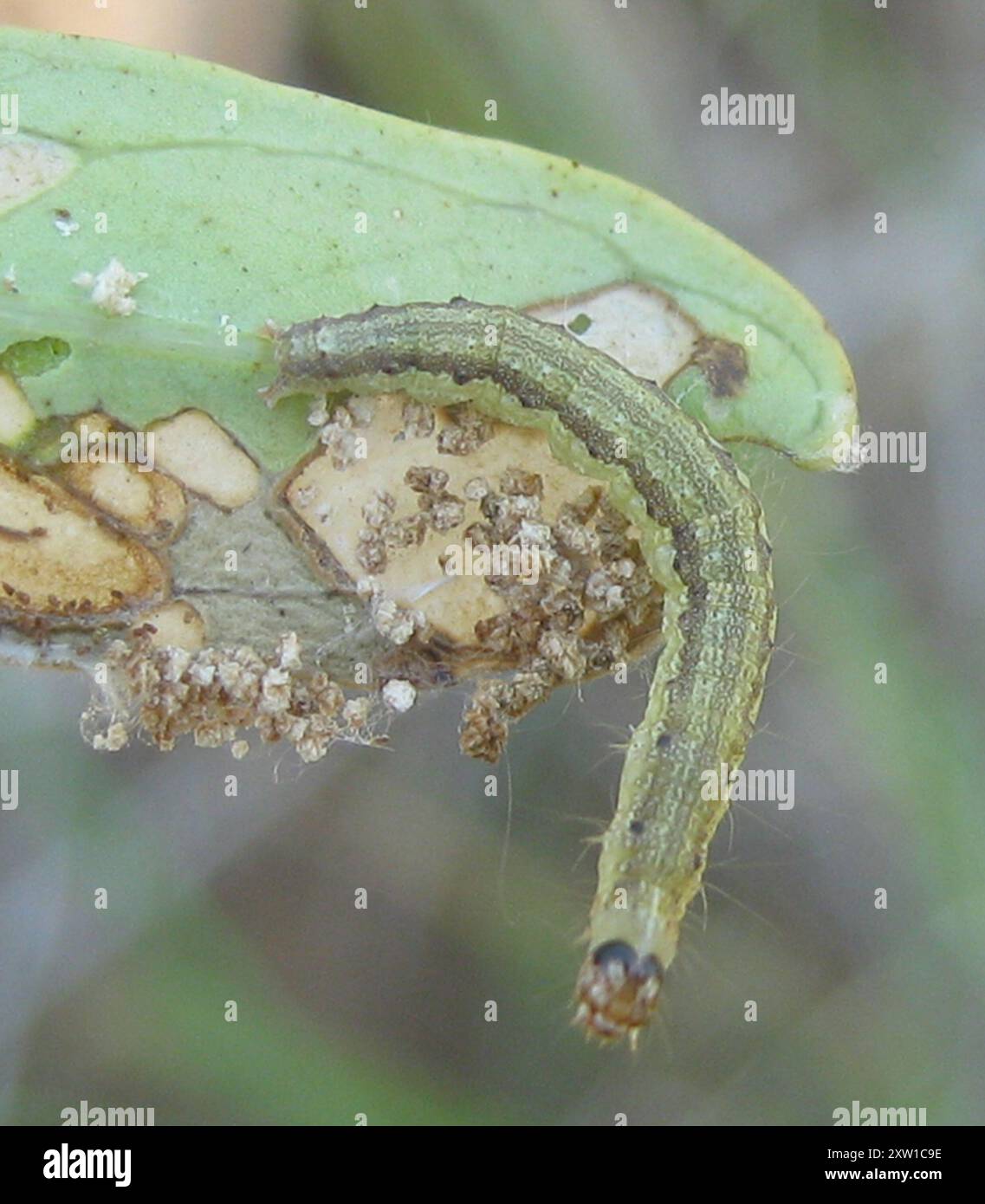 Cutworm Moths and Allies (Noctuidae) Insecta Stock Photo - Alamy