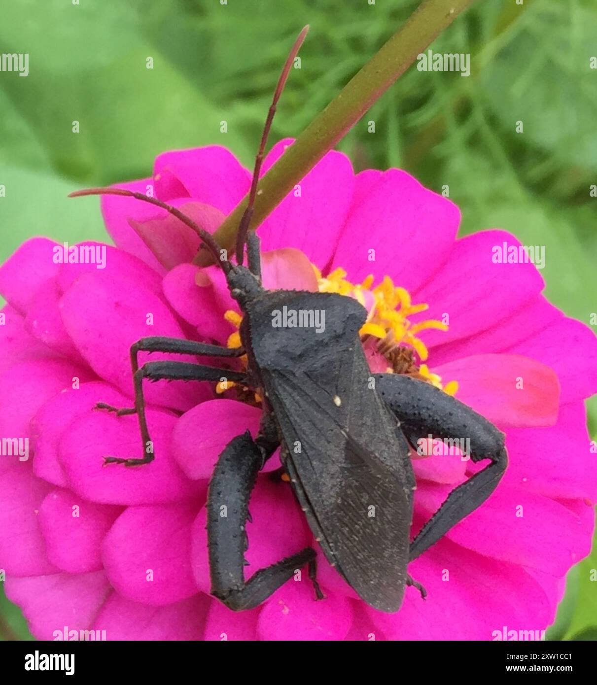 Florida Leaf-footed Bug (Acanthocephala femorata) Insecta Stock Photo ...
