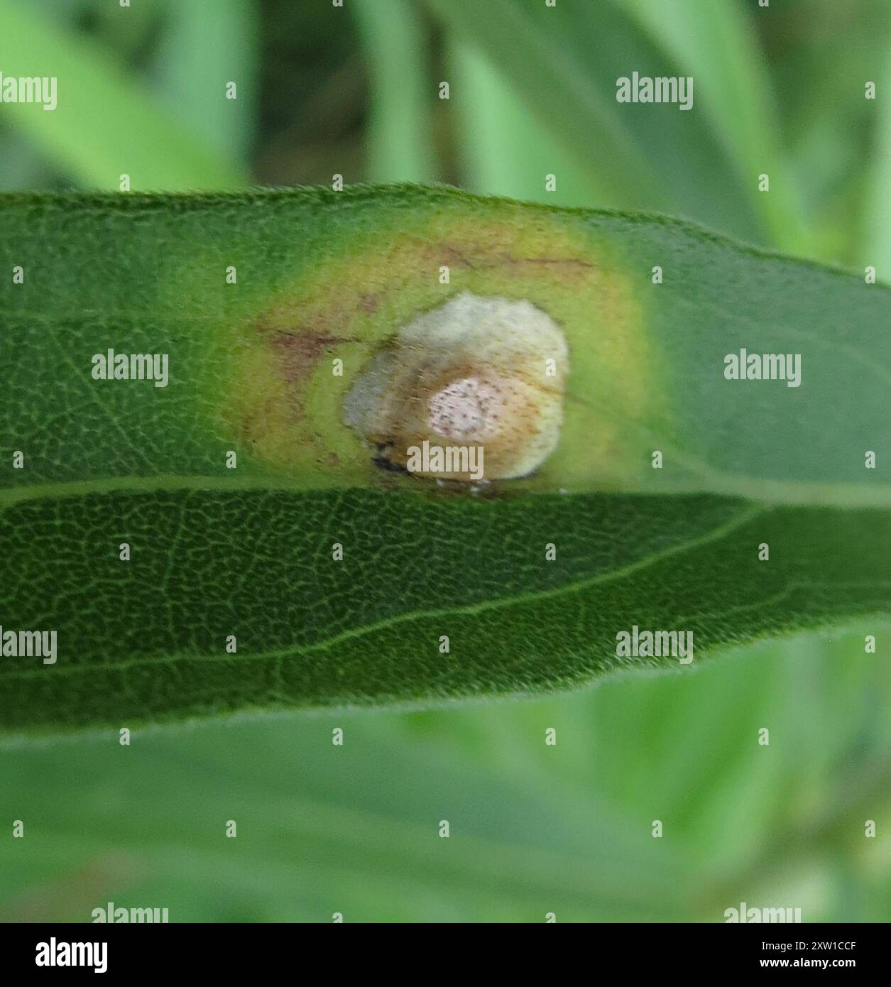 Carbonifera goldenrod gall midge (Asteromyia carbonifera) Insecta Stock ...