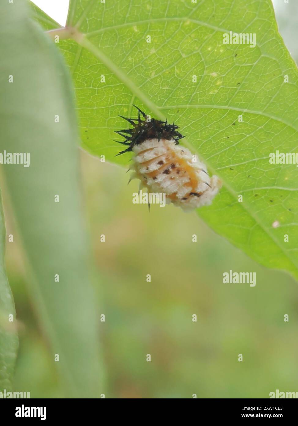 Argus Tortoise Beetle (Chelymorpha cassidea) Insecta Stock Photo - Alamy