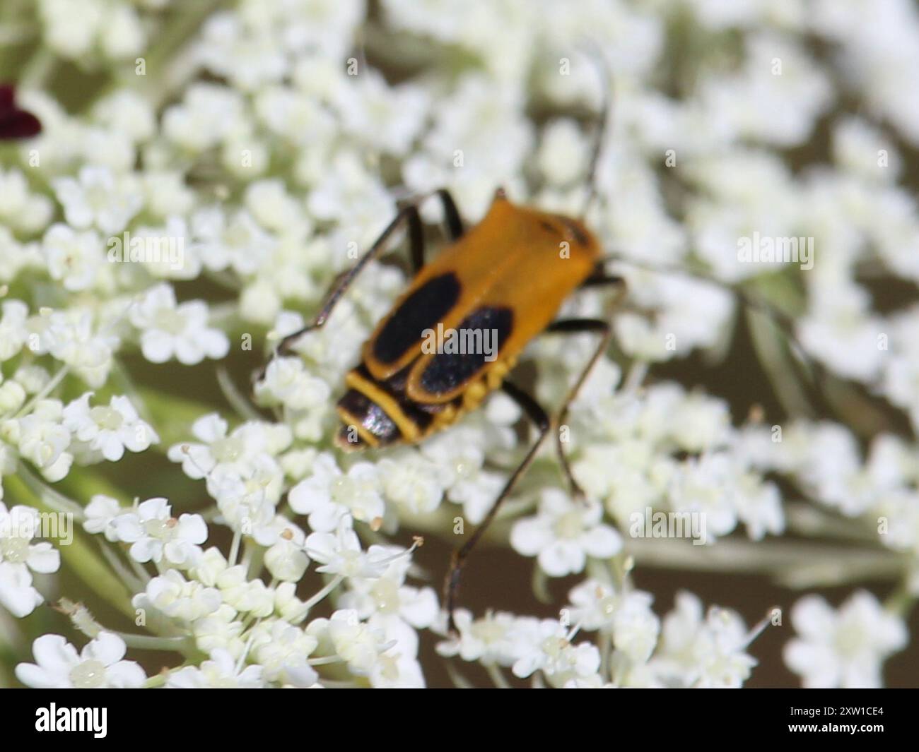 Goldenrod Soldier Beetle (Chauliognathus pensylvanicus) Insecta Stock ...