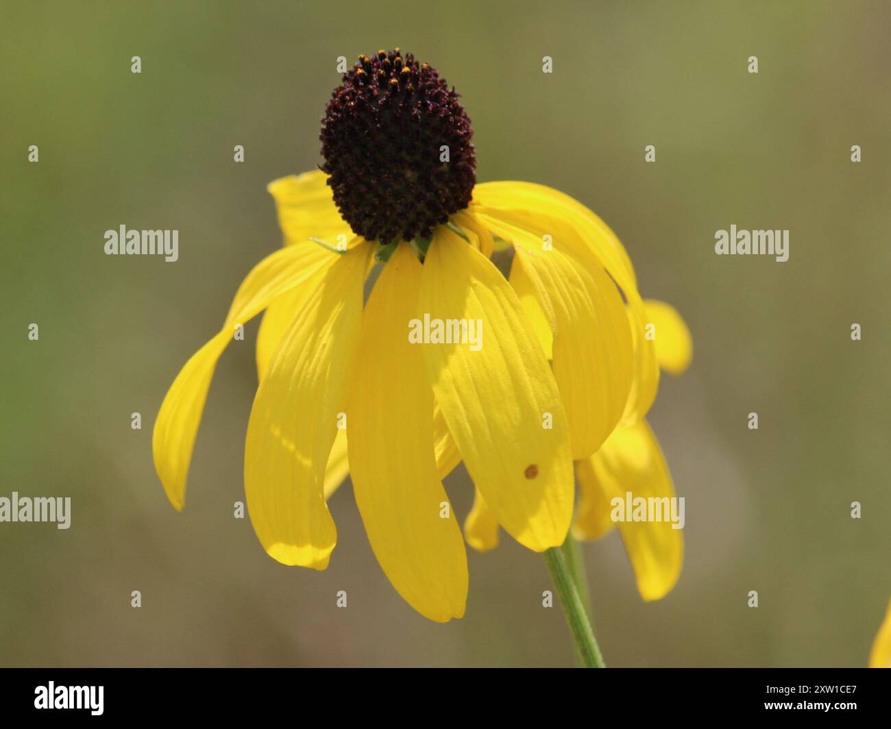 grey-headed coneflower (Ratibida pinnata) Plantae Stock Photo - Alamy