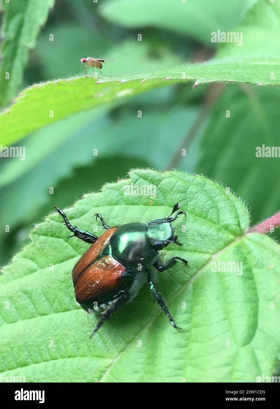 Japanese Beetle (Popillia japonica) Insecta Stock Photo - Alamy
