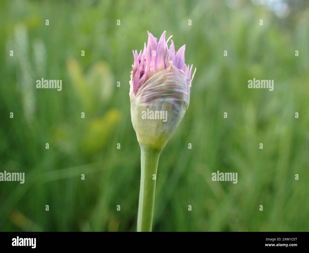 Swamp Onion (Allium validum) Plantae Stock Photo - Alamy