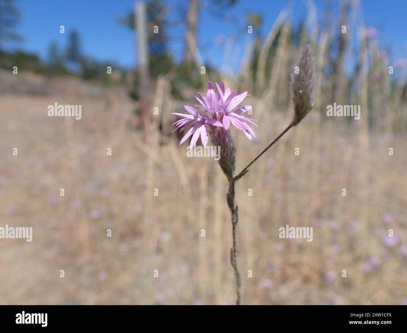 Lessingia leptoclada hi-res stock photography and images - Alamy