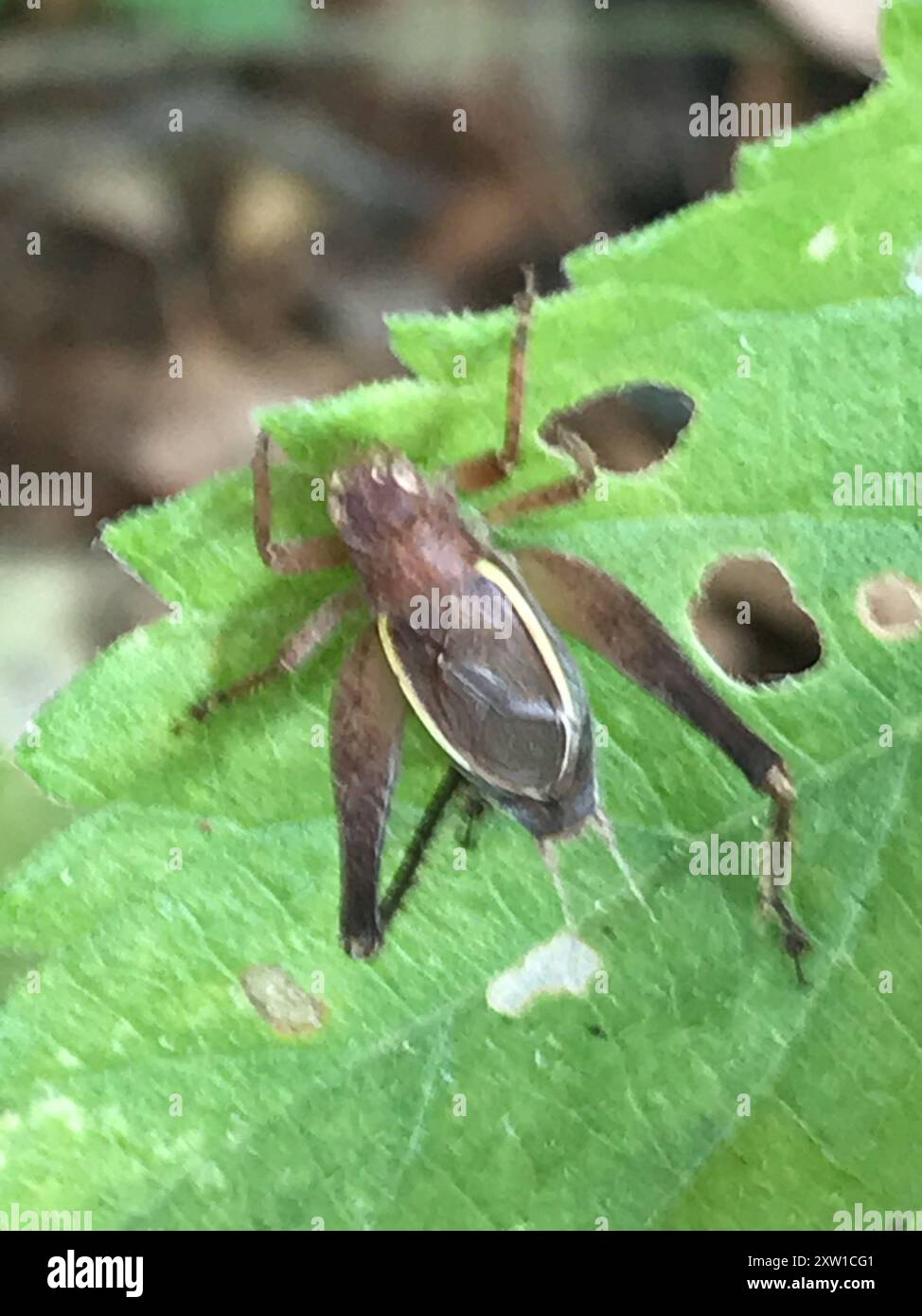Restless Bush Cricket (Hapithus agitator) Insecta Stock Photo - Alamy