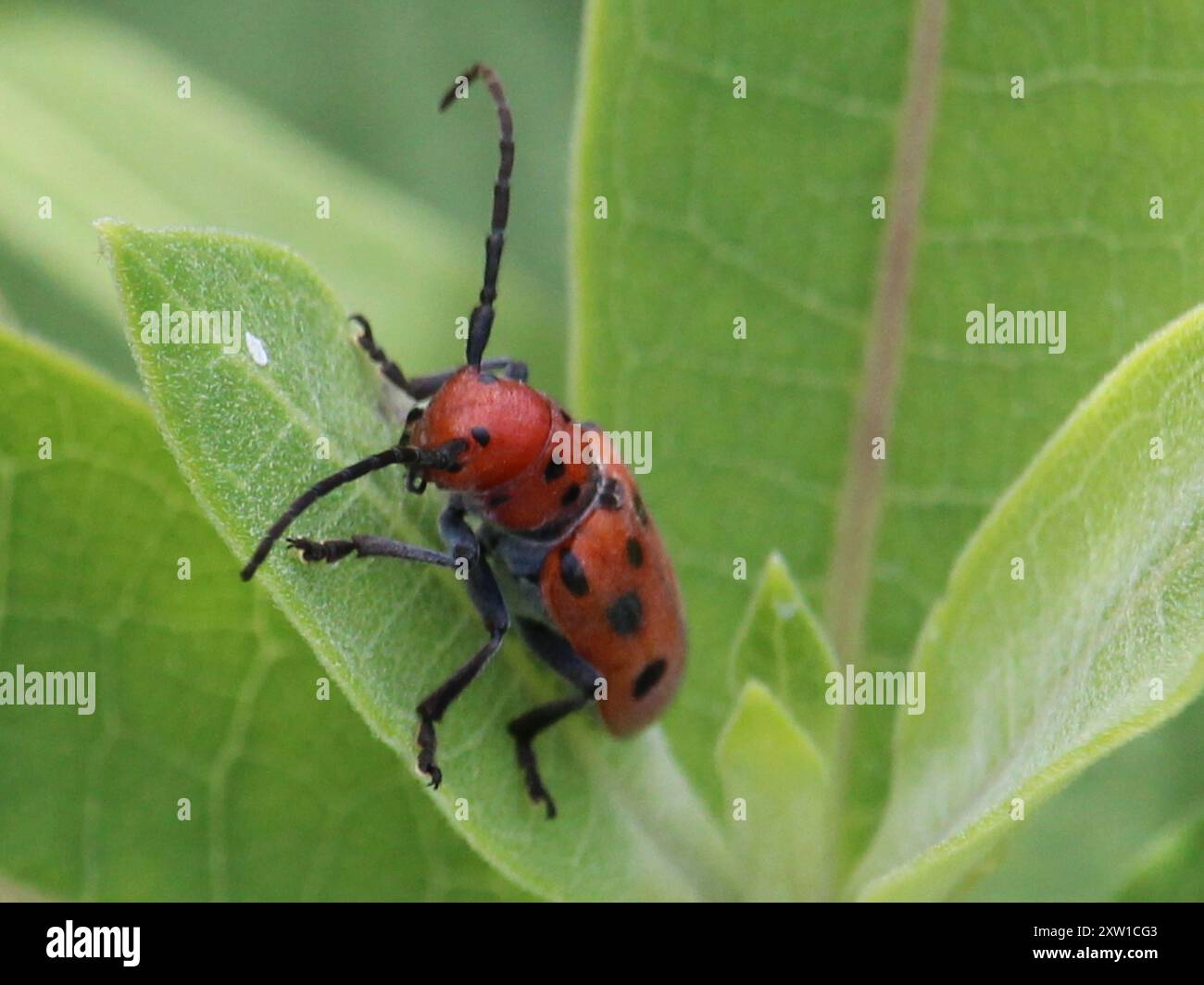 Red Milkweed Beetle (Tetraopes tetrophthalmus) Insecta Stock Photo - Alamy