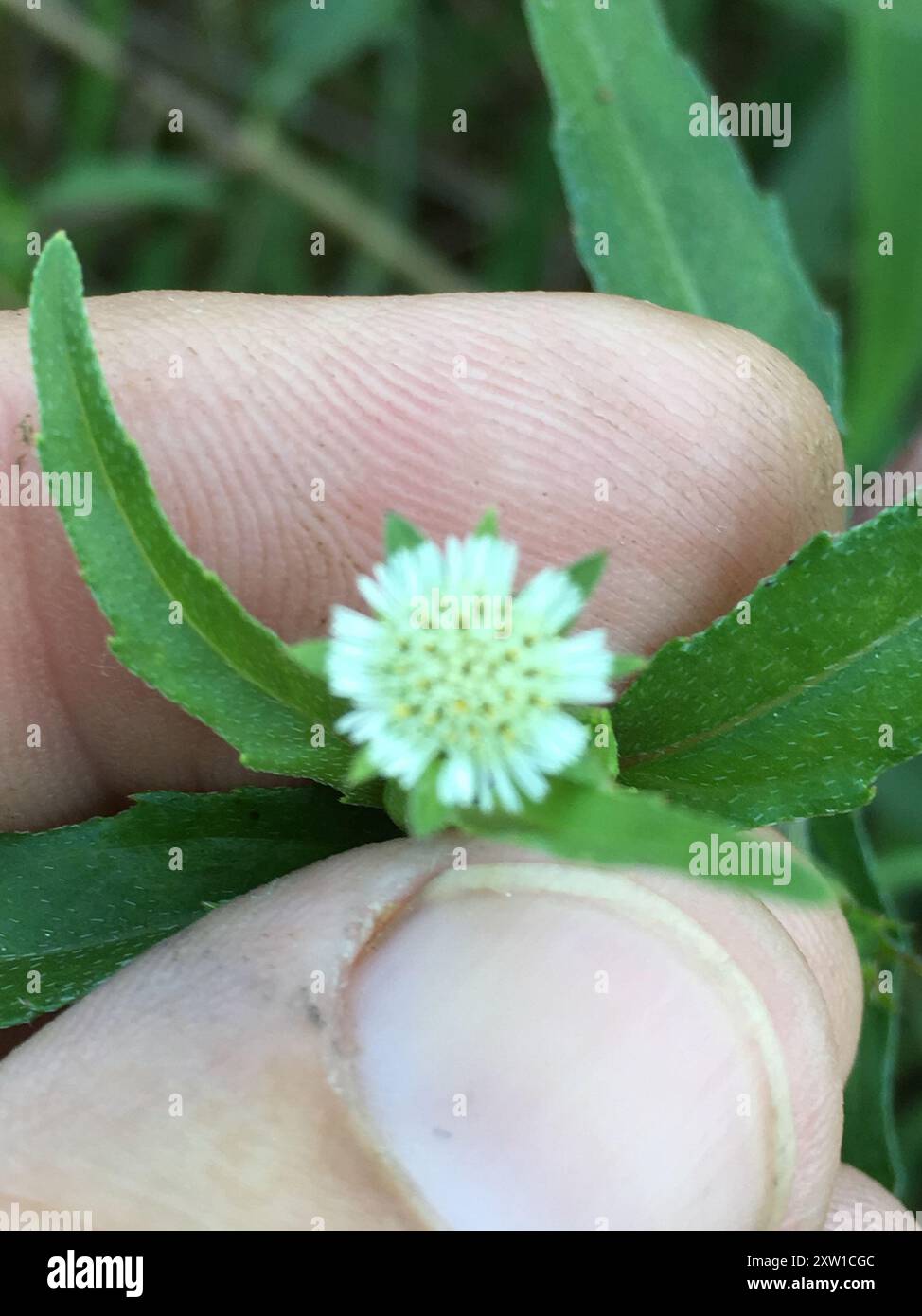 false daisy (Eclipta prostrata) Plantae Stock Photo - Alamy