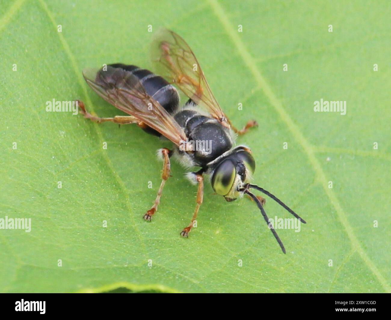 Sand-loving Wasps (Tachytes) Insecta Stock Photo - Alamy