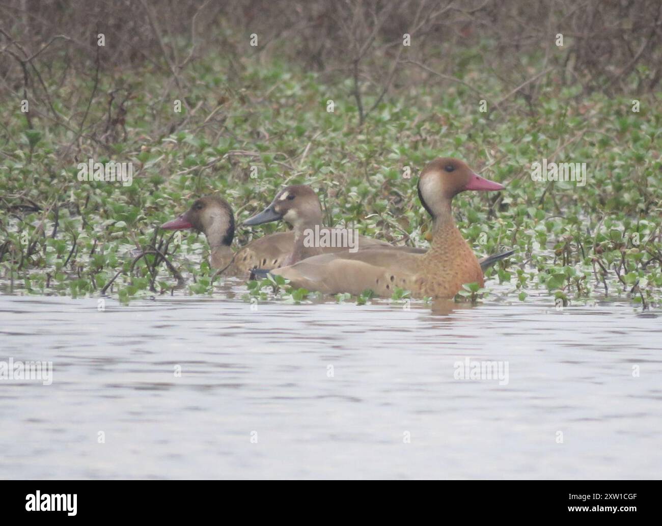 Brazilian Teal (Amazonetta brasiliensis) Aves Stock Photo - Alamy