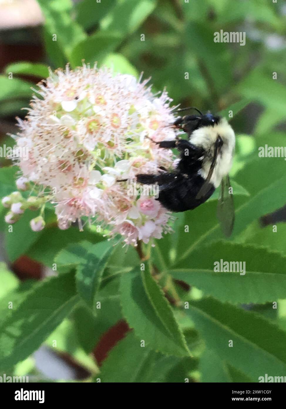 Common Eastern Bumble Bee (Bombus impatiens) Insecta Stock Photo - Alamy