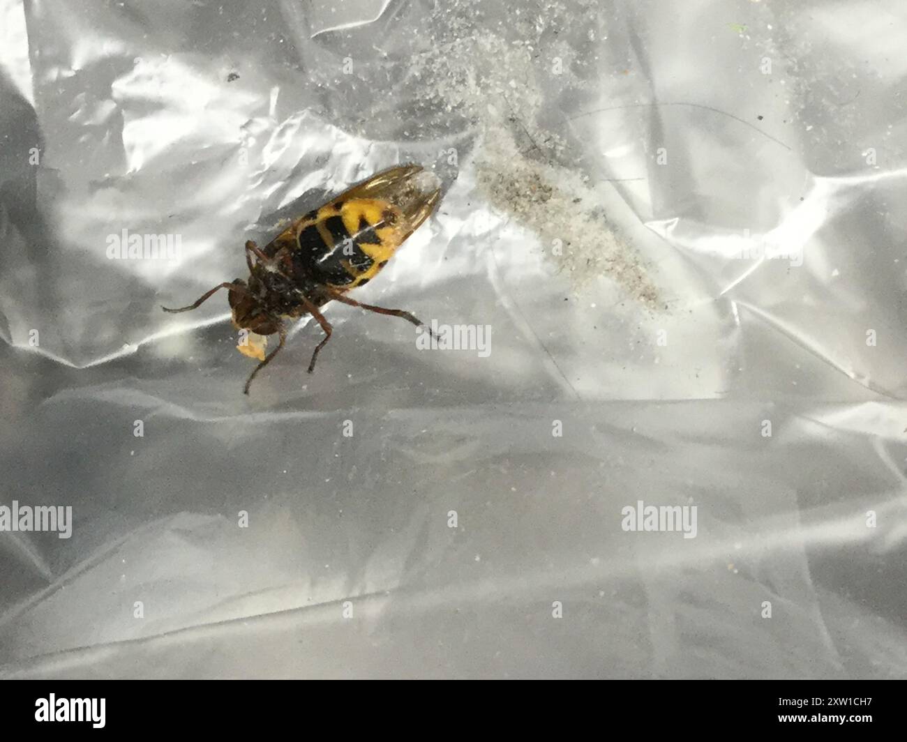 Hornet Mimic Hover Fly (Volucella zonaria) Insecta Stock Photo - Alamy