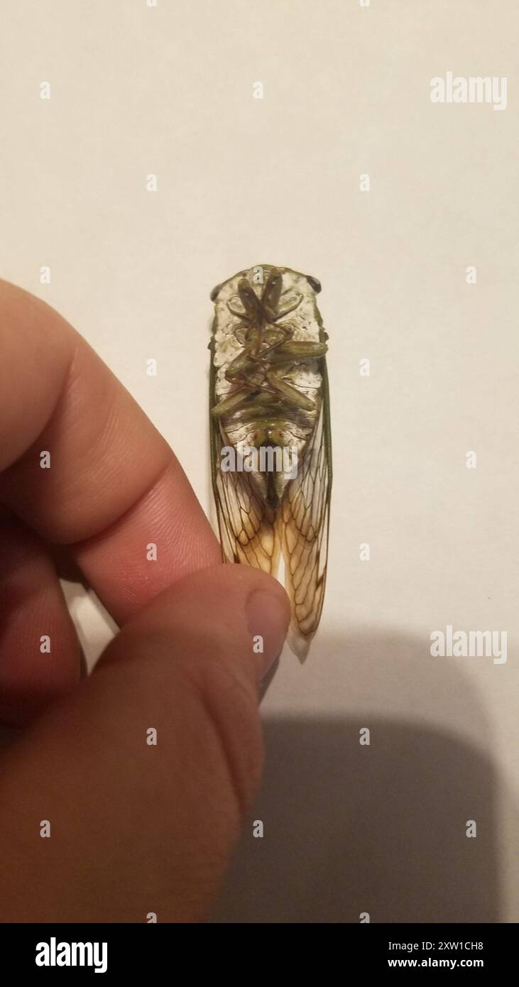 Superb Dog-day Cicada (Neotibicen superbus) Insecta Stock Photo - Alamy