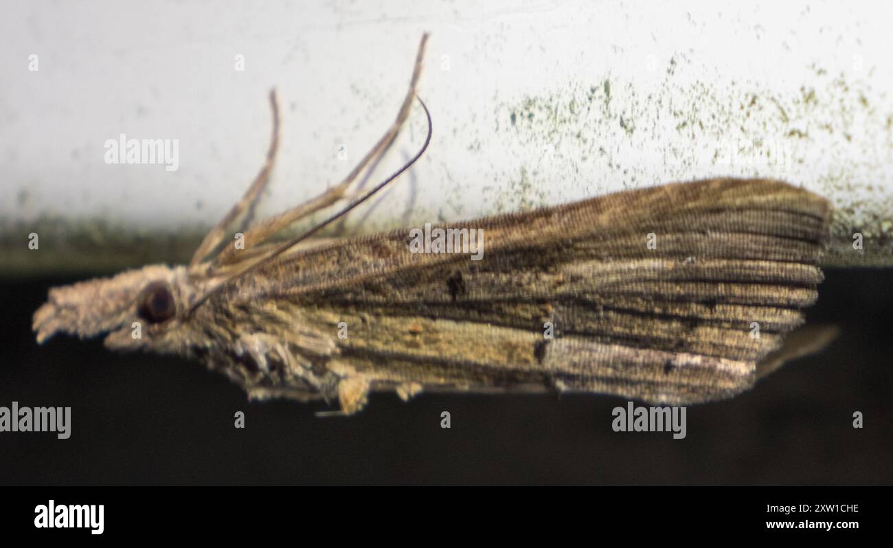 Green Cloverworm Moth (Hypena scabra) Insecta Stock Photo - Alamy