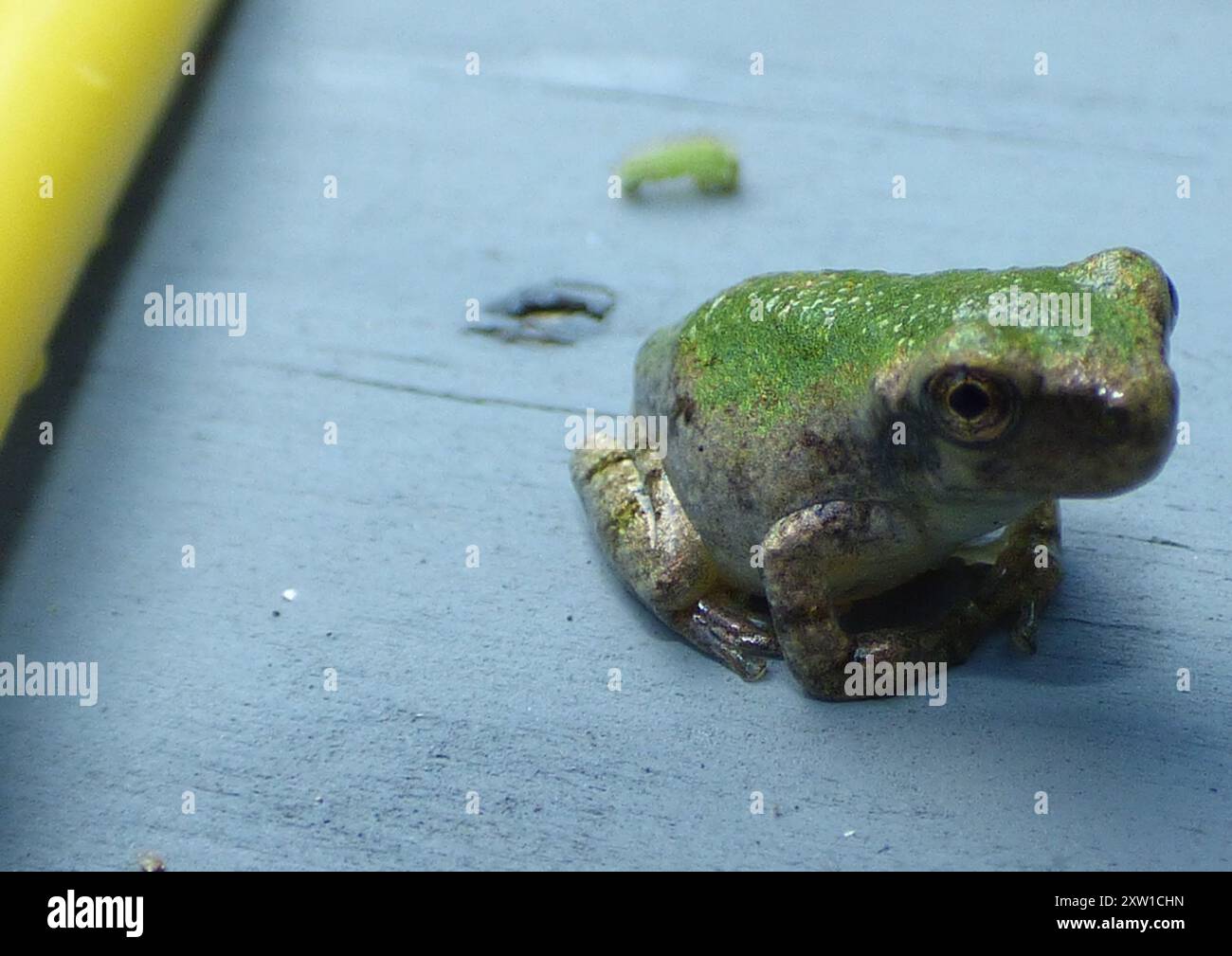 Cope's Gray Treefrog (Hyla chrysoscelis) Amphibia Stock Photo - Alamy